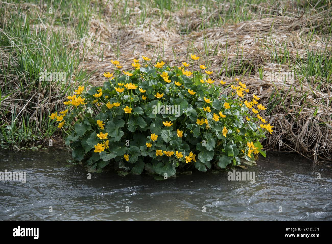 King cup flowers marsh marigold hi-res stock photography and images - Alamy