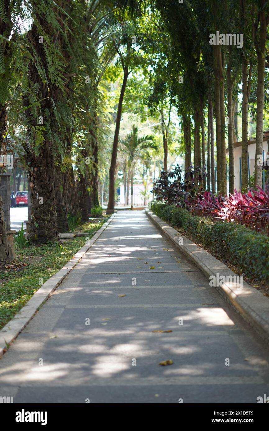 A straight path with shady plants and trees on either side without ...