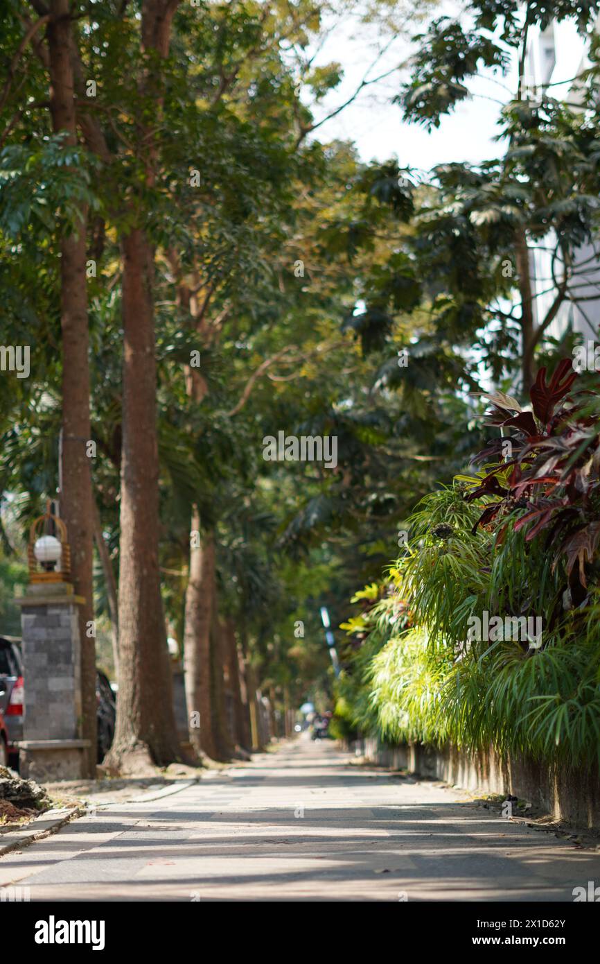 A straight path with shady plants and trees on either side without ...