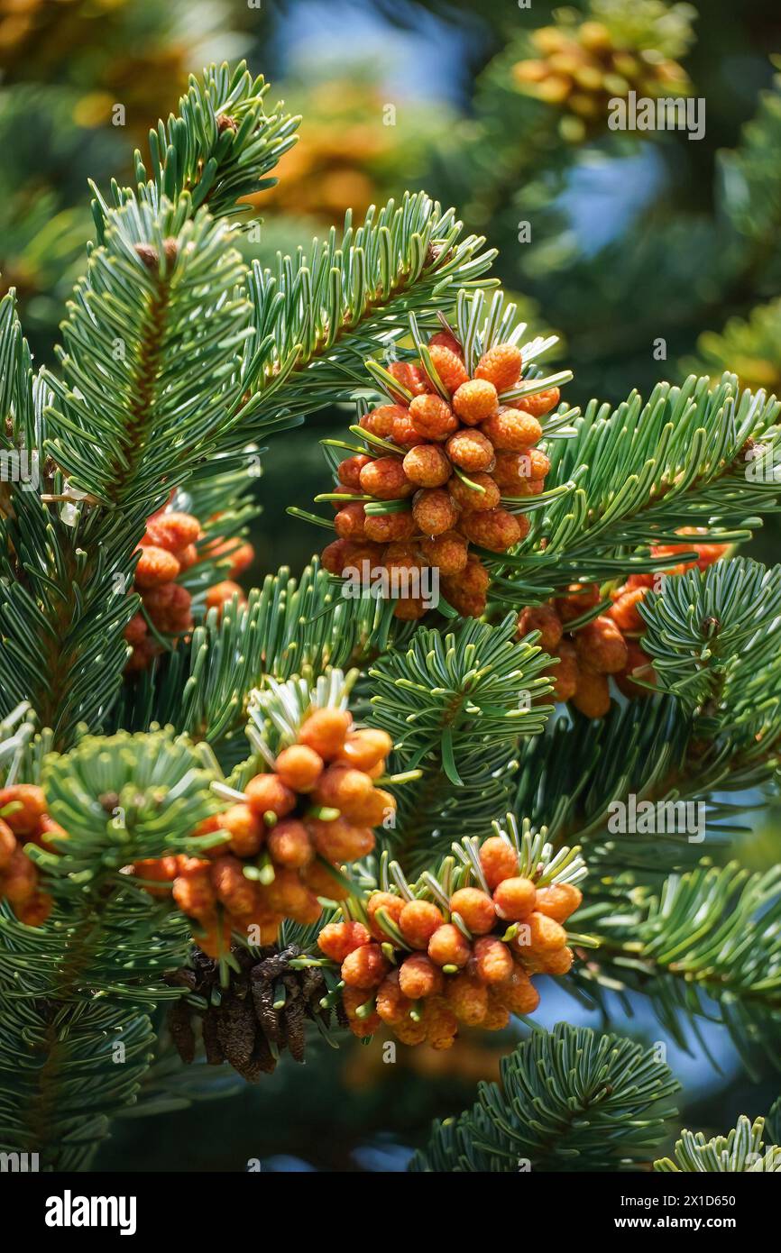 Nordmann Fir - Abies nordmanniana - with orange red staminate cone on ...