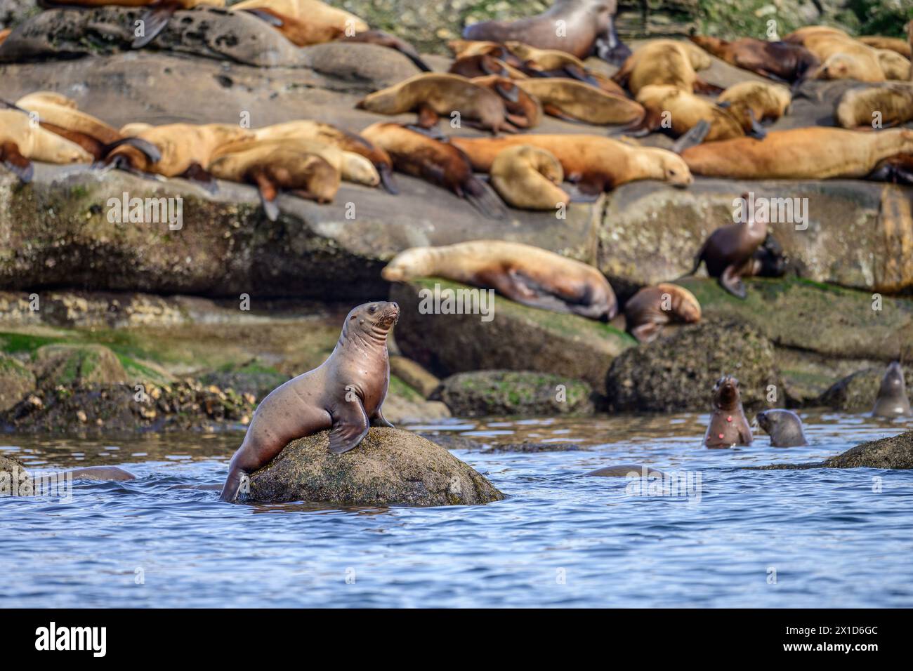 A group of California sea lions hauled out on rocks in the Salish Sea ...