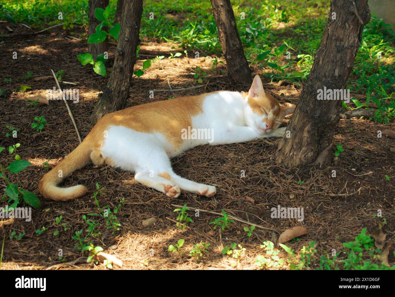 A cute domestic orange white cat is sleeping and relaxing under a tree ...