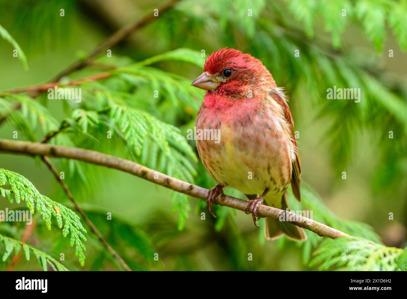 House finch environment hi-res stock photography and images - Alamy