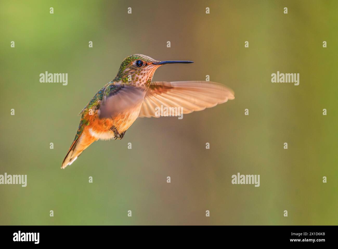 Female Rufous Hummingbird (Selasphorus rufus Stock Photo - Alamy