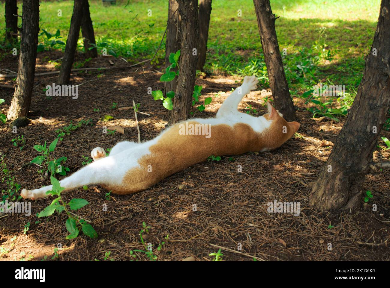 A cute domestic orange white cat is sleeping and relaxing under a tree ...