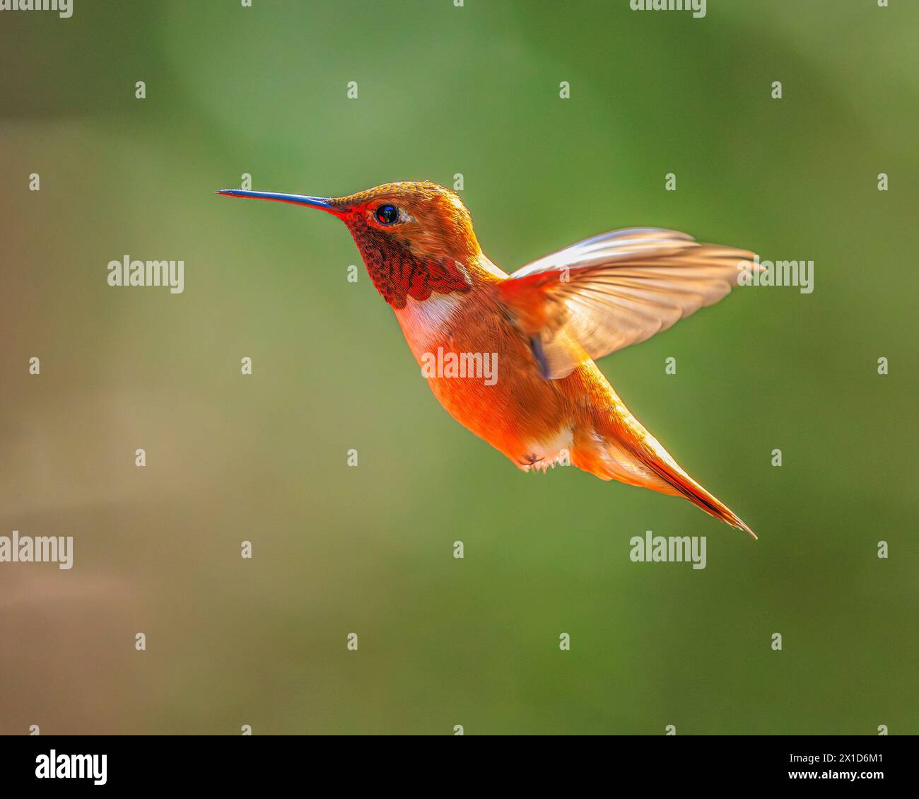 Rufus hummingbird male in hi-res stock photography and images - Alamy
