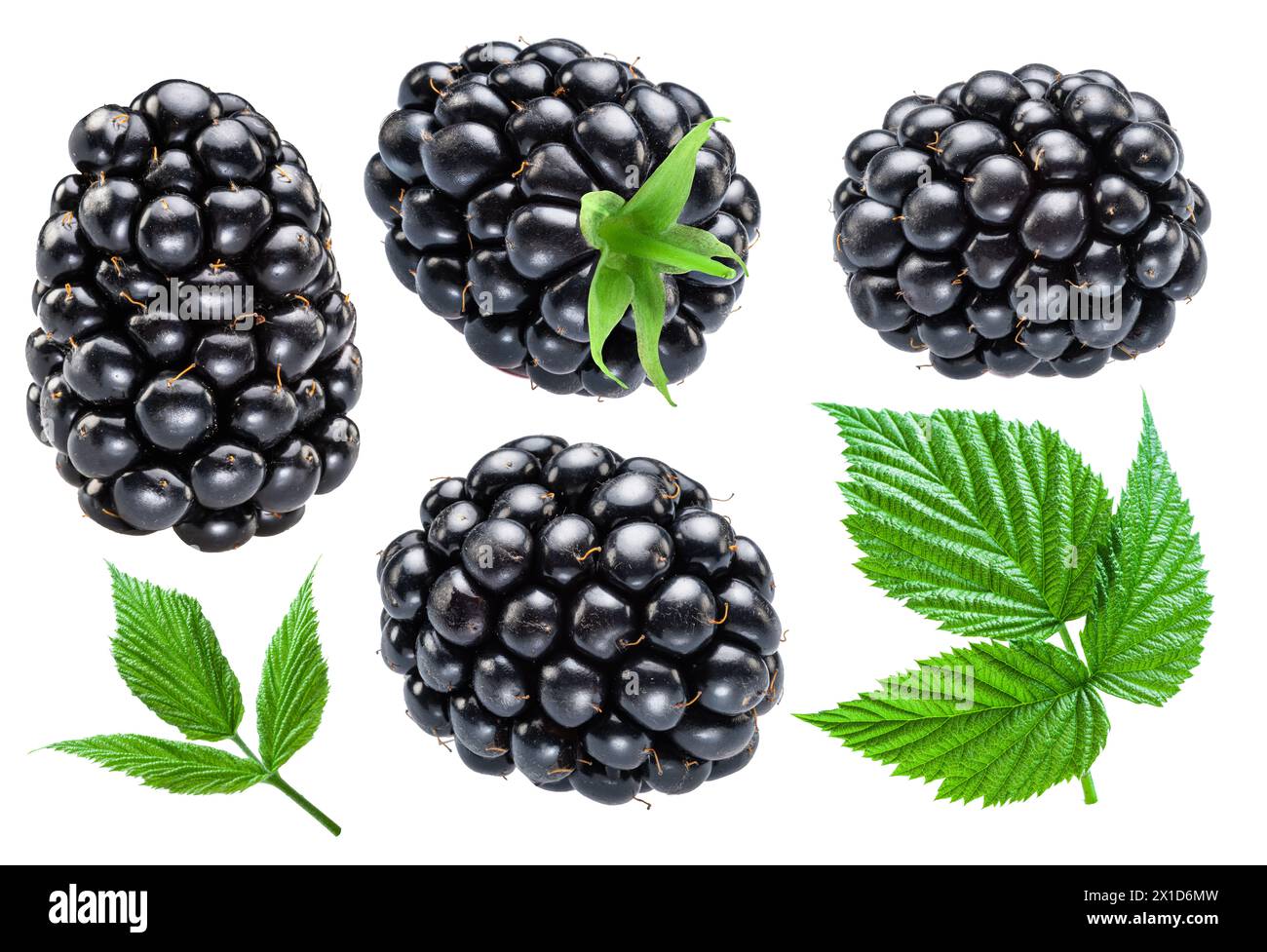 Collection of blackberry fruits and blackberry leaves isolated on white ...
