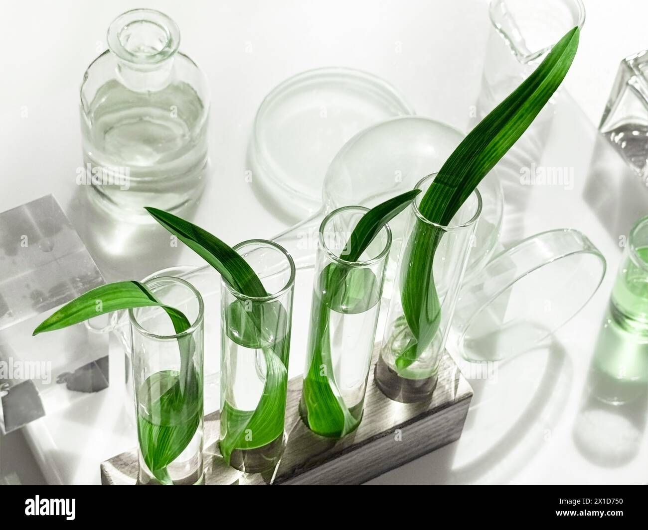 Glass test tubes filled with long green leaves in a stand with glass ...