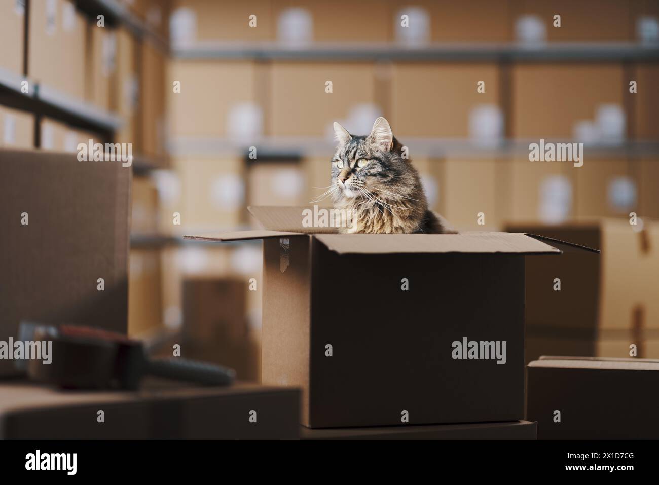 Cute long hair cat sitting inside a delivery box at the warehouse Stock ...