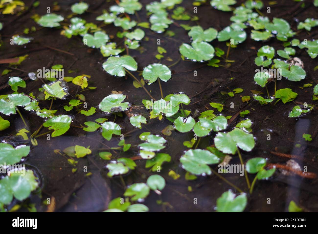 Small leaves floating on the water with soil settling beneath them ...