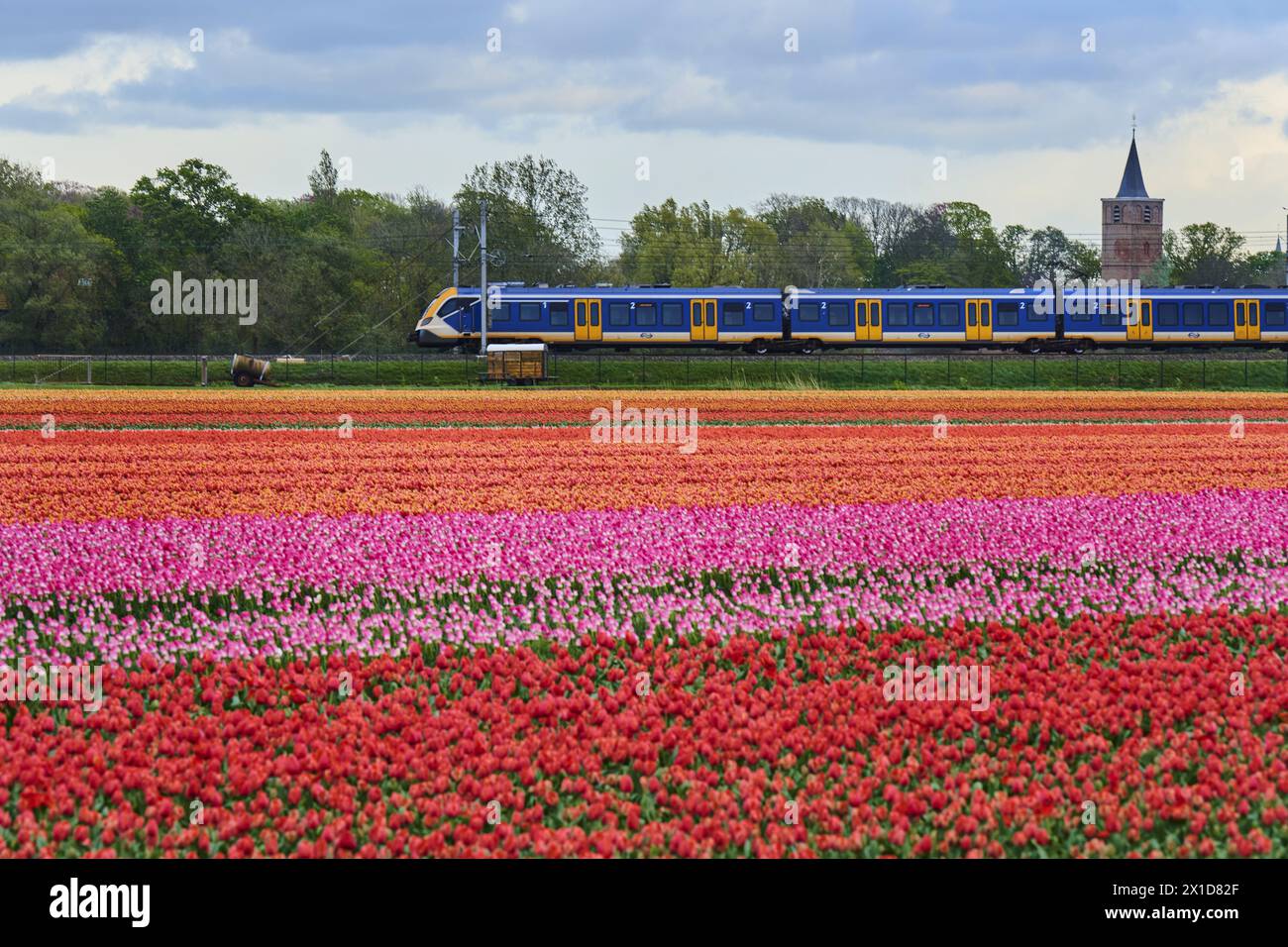 Warmond 15-04-2024. A Dutch Railways train passes a colorful tulip ...