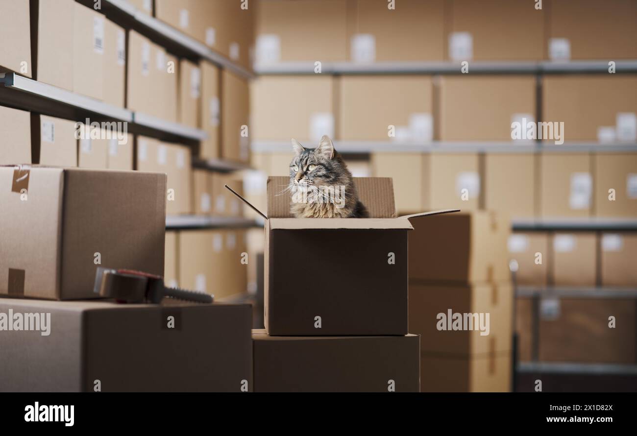Cute long hair cat sitting inside a delivery box at the warehouse Stock ...
