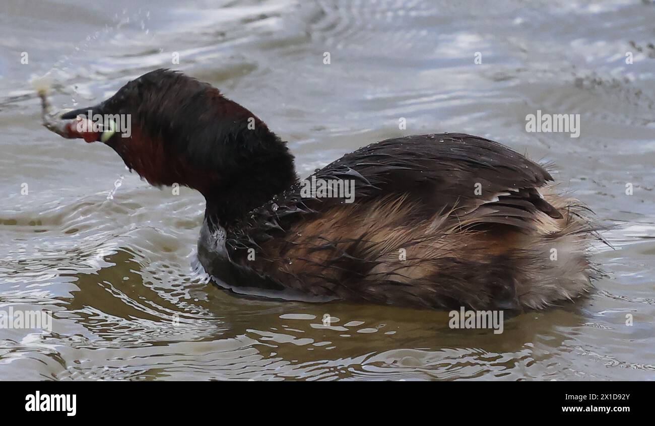 Rainham Essex, UK. 16th Apr, 2024. Little Grebe with stickleback in ...