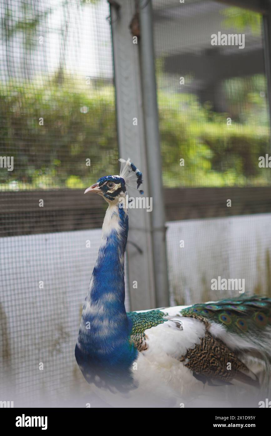 White and blue peacock in a cage photographed from the side with a ...
