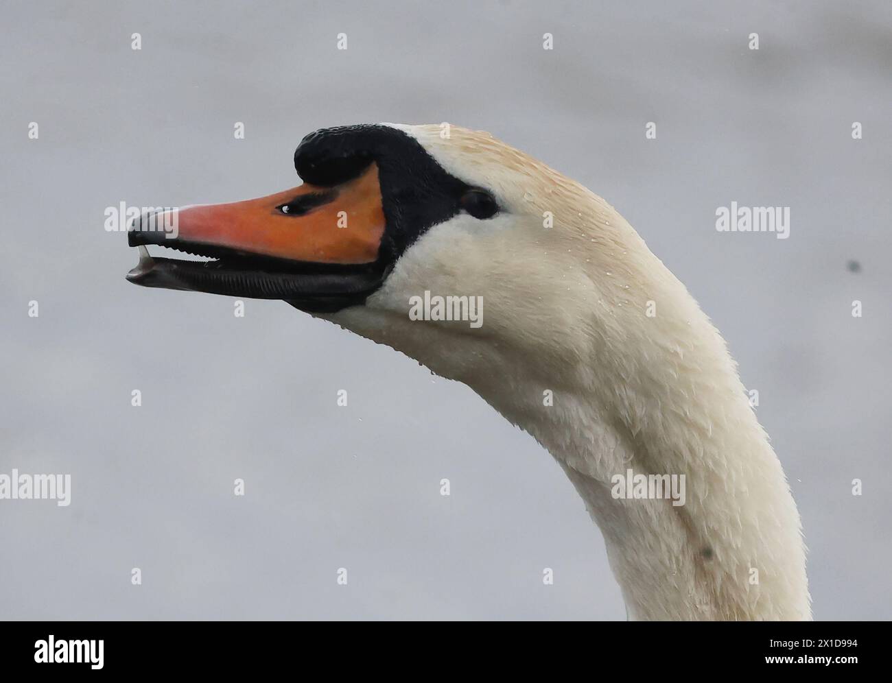 Rainham Essex, UK. 16th Apr, 2024. Mute Swan in water at RSPB Rainham ...