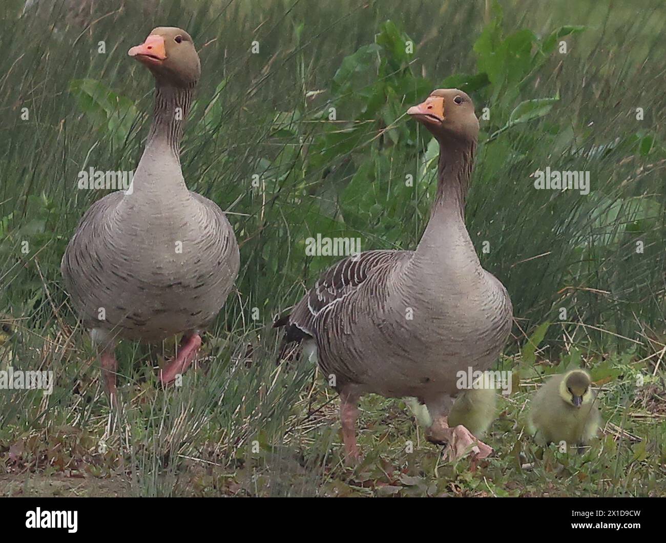 Rainham Essex, UK. 16th Apr, 2024. Greyleg Goose with their Goslings at ...