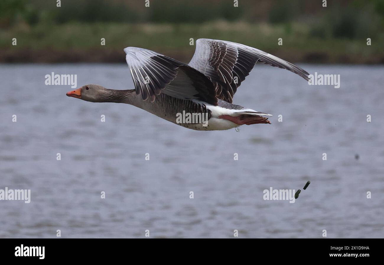 Rainham Essex, UK. 16th Apr, 2024. Greyleg Goose in flight at RSPB ...