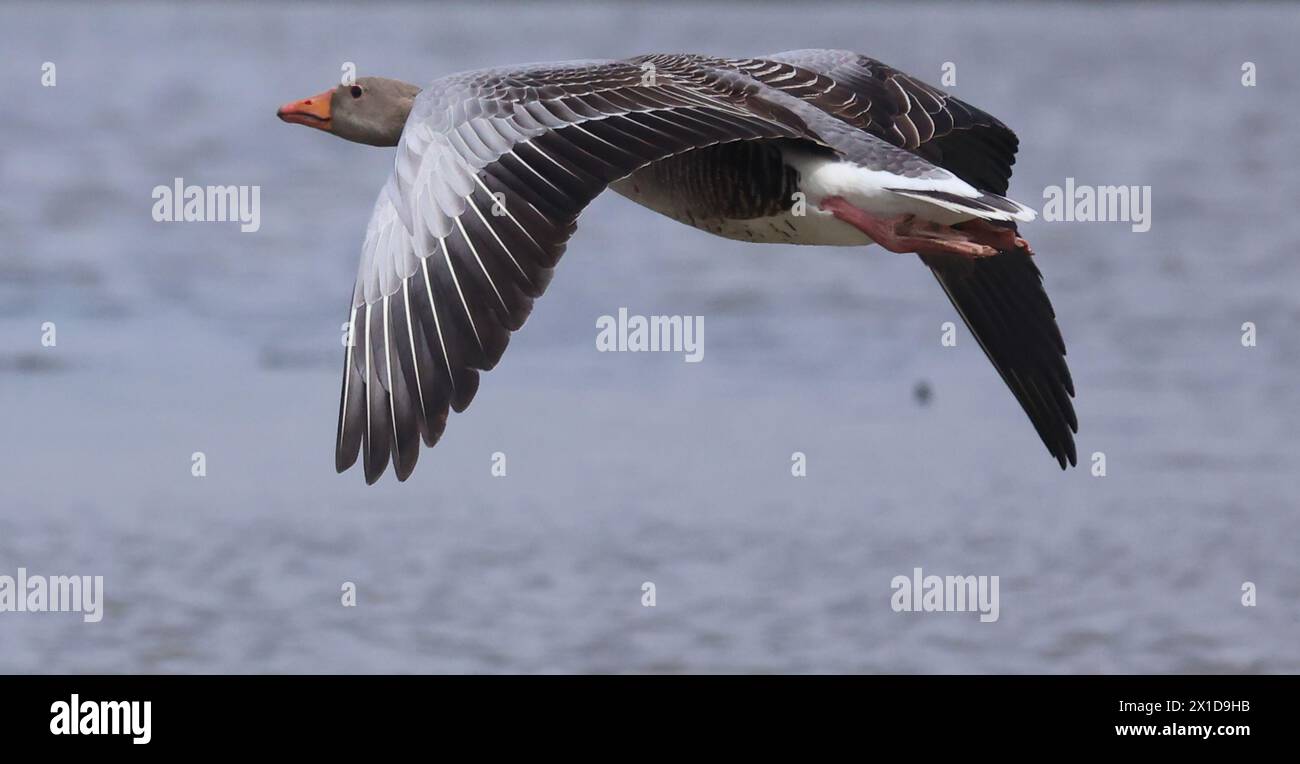 Rainham Essex, UK. 16th Apr, 2024. Greyleg Goose in flight at RSPB ...