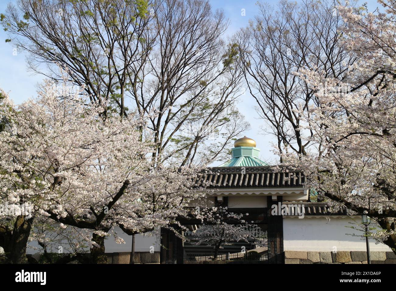Cherry blossoms and Tayasu Gate of Edo Castle in Tokyo, Japan Stock ...