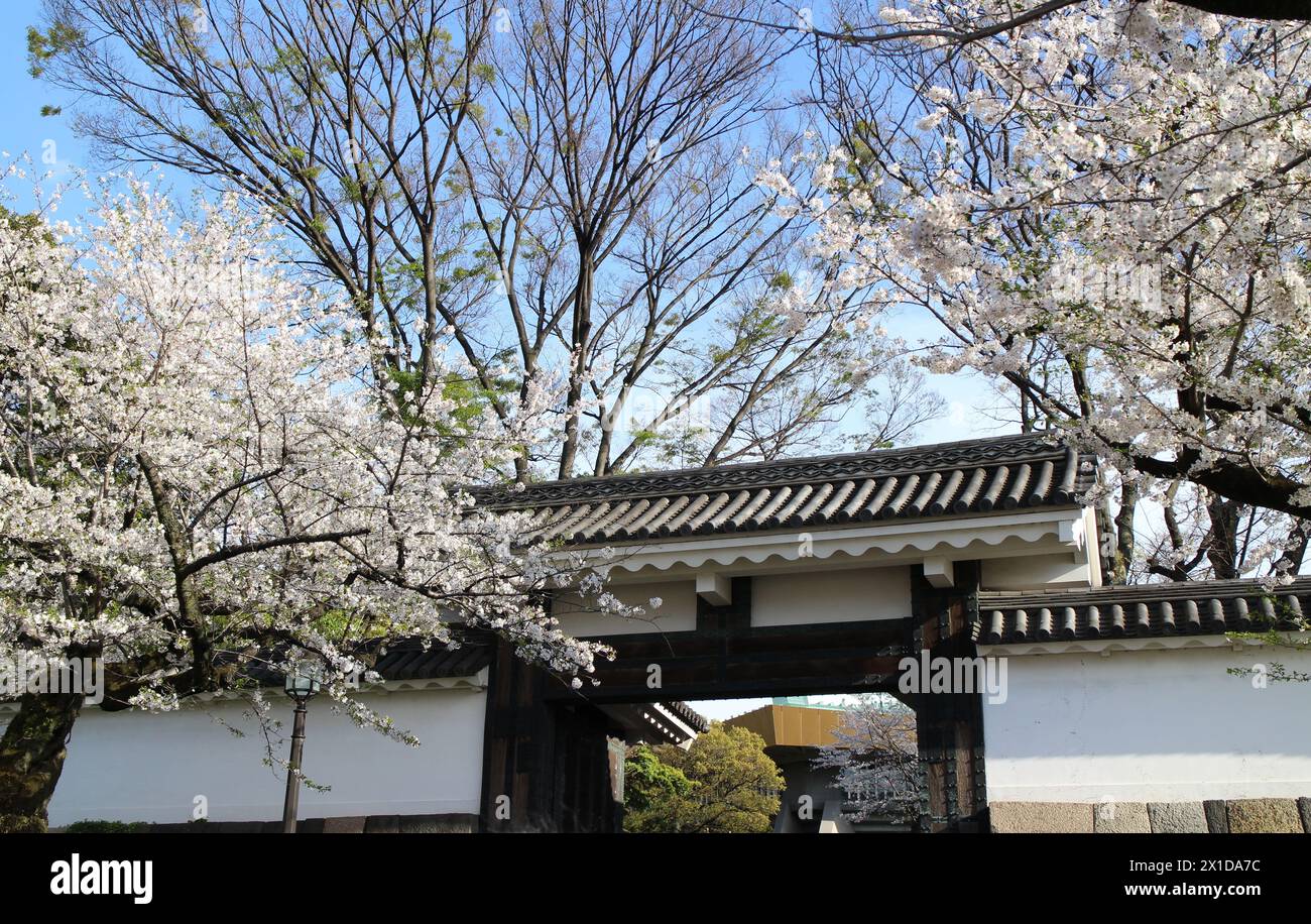 Cherry blossoms and Tayasu Gate of Edo Castle in Tokyo, Japan Stock ...
