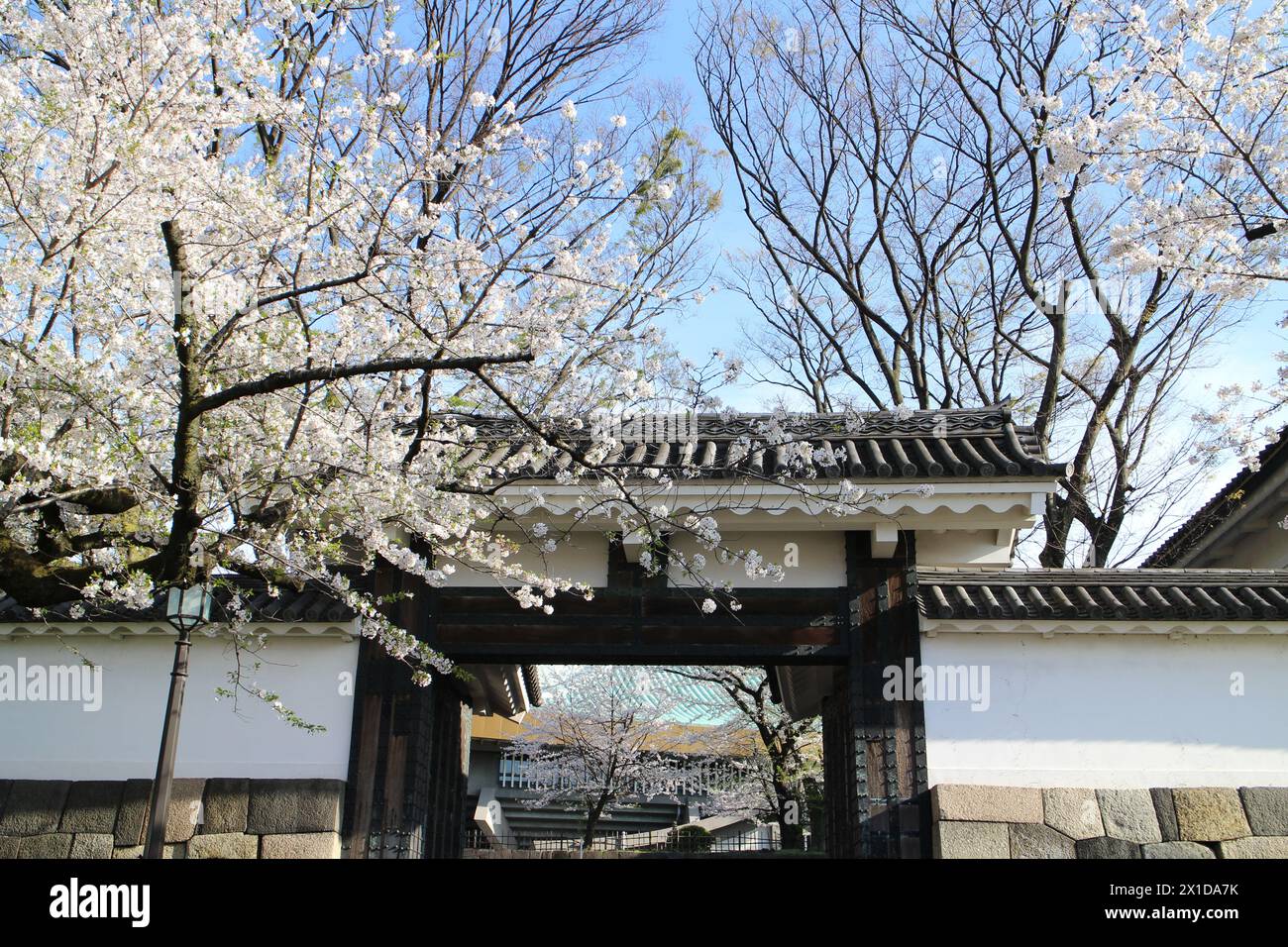 Cherry blossoms and Tayasu Gate of Edo Castle in Tokyo, Japan Stock ...