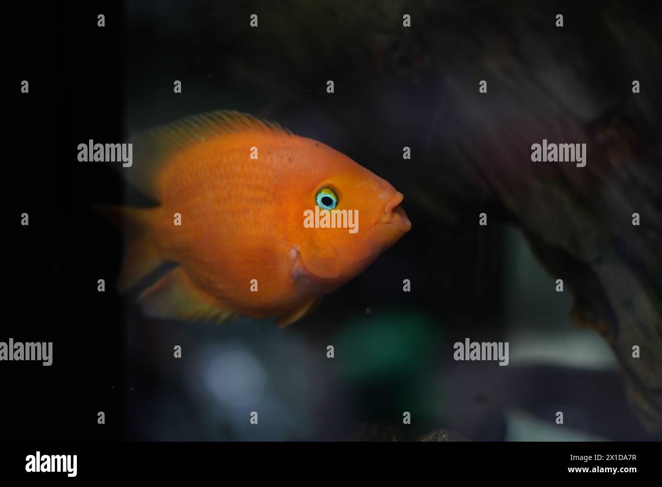 Red devil cichlid fish swimming in an aquarium during the day Stock ...