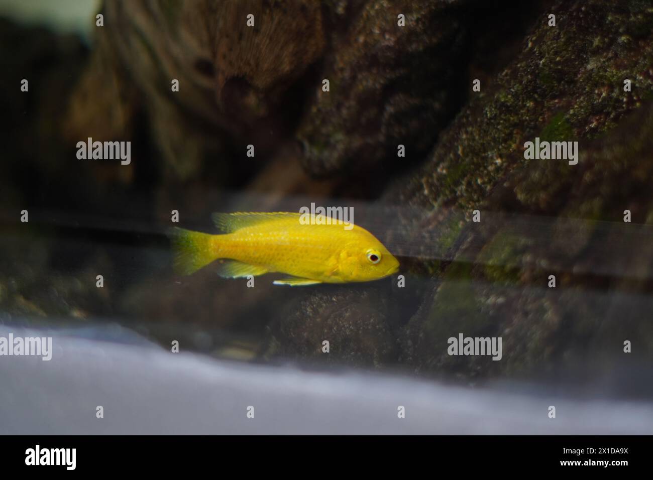 Lemon cichlid fish swimming in an aquarium during the day Stock Photo ...