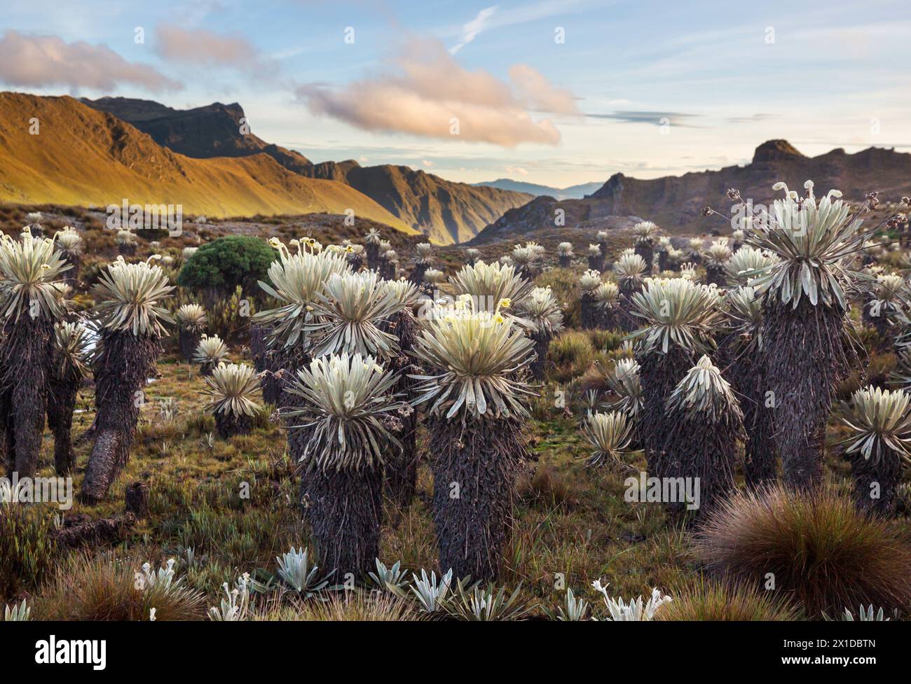 forest of frailejones or Espeletia, a beautiful plant in Colombian ...