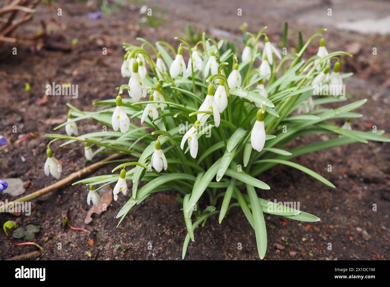Galanthus, or snowdrop, is a small genus of bulbous perennial ...