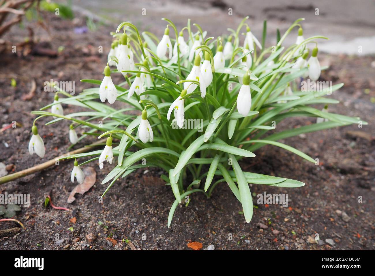 Galanthus, or snowdrop, is a small genus of bulbous perennial ...