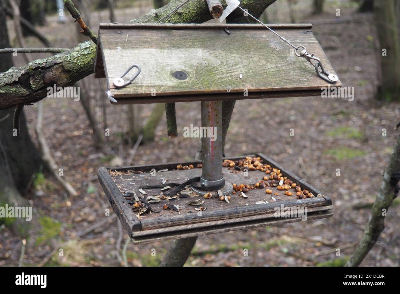 Hanging homemade feeder or platform for feeding birds and squirrels in ...