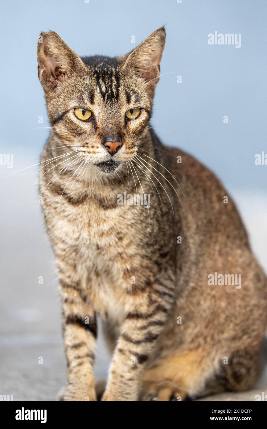 Black cat posing hi-res stock photography and images - Alamy