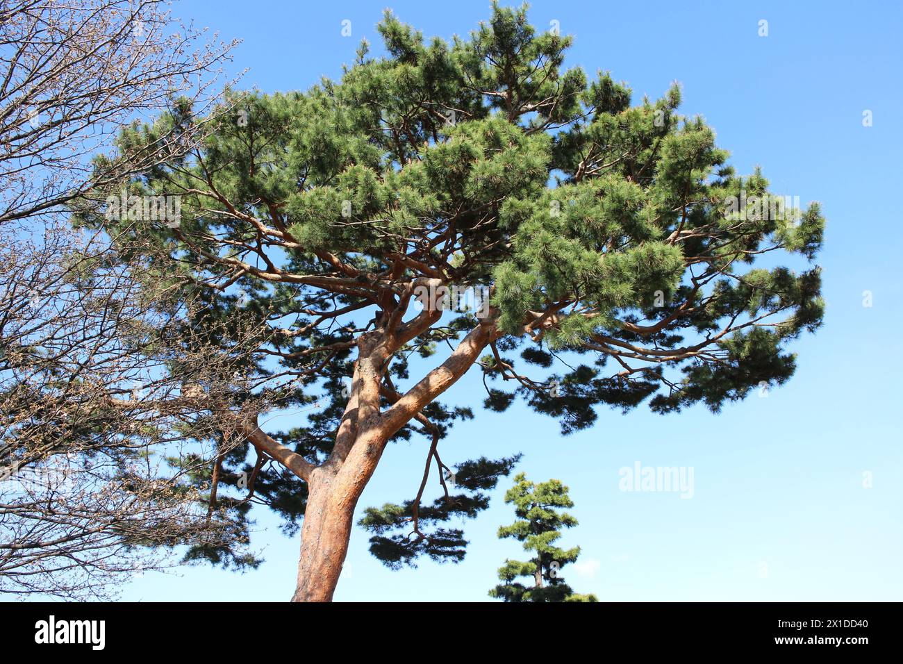 Large pine tree and blue sky on Daikancho Street in Tokyo, Japan Stock ...