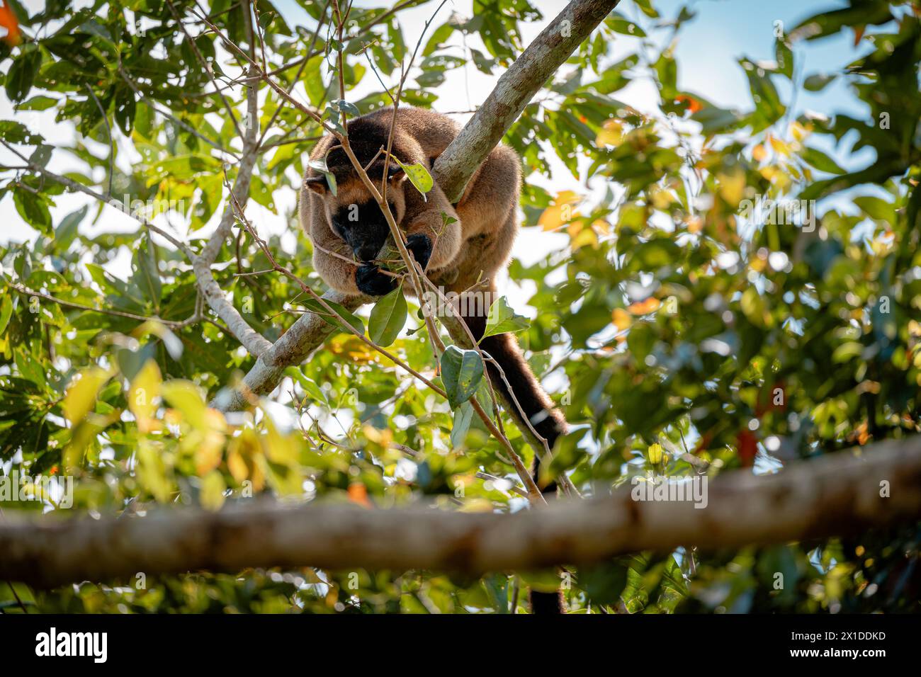Endangered tree kangaroo hi-res stock photography and images - Alamy
