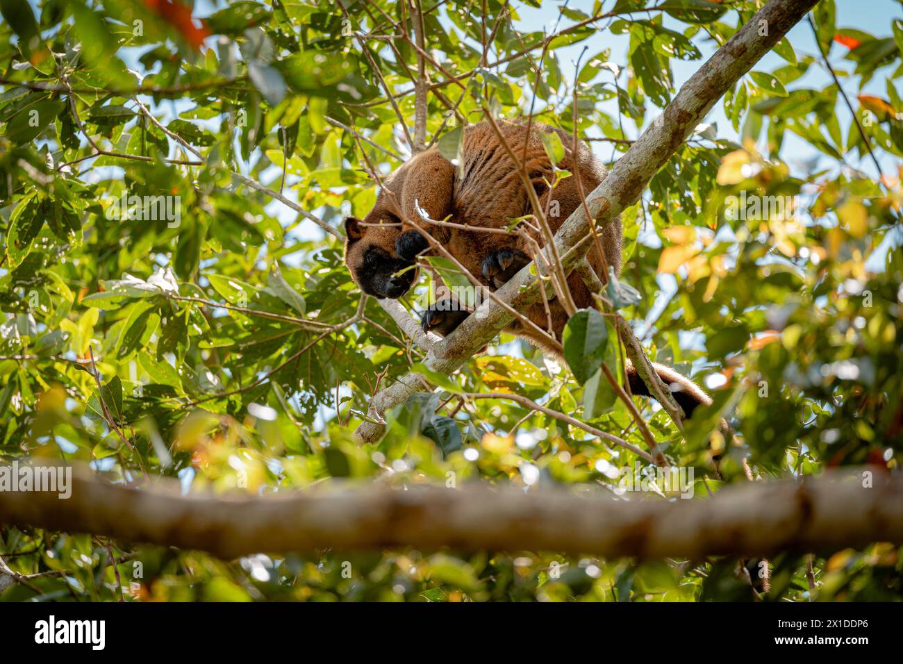 A Lumholtz's tree-kangaroo sitting high up in a tree in the Atherton ...