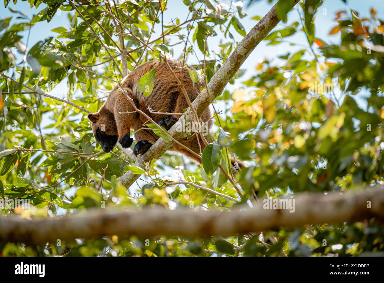 A Lumholtz's tree-kangaroo sitting high up in a tree in the Atherton ...