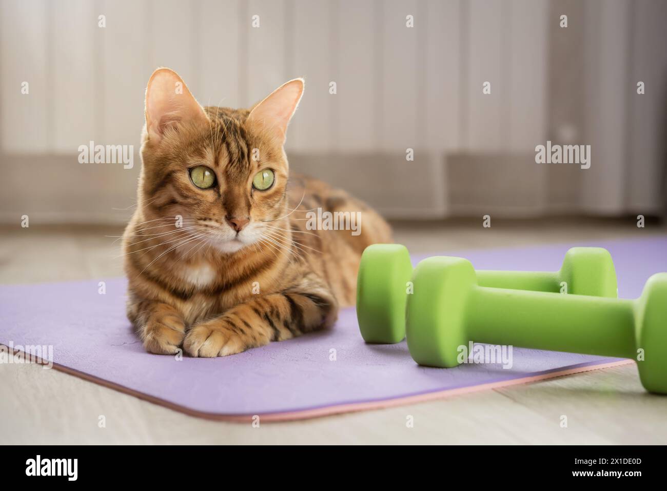 Domestic cat on a fitness mat with dumbbells. Home fitness concept ...