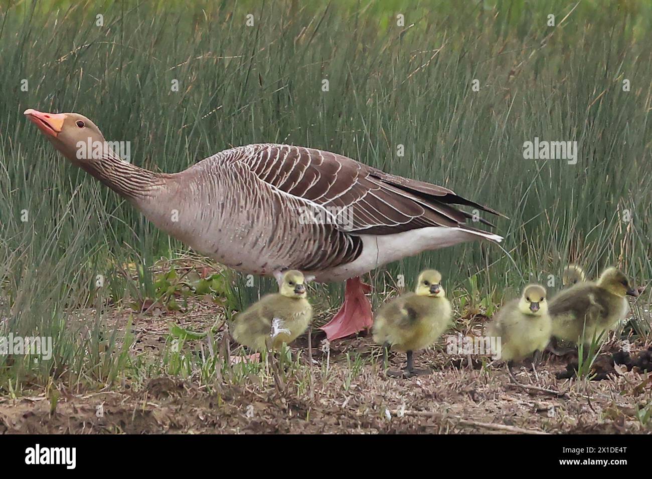 Rainham Essex, UK. 16th Apr, 2024. Greyleg Goose with their Goslings at ...