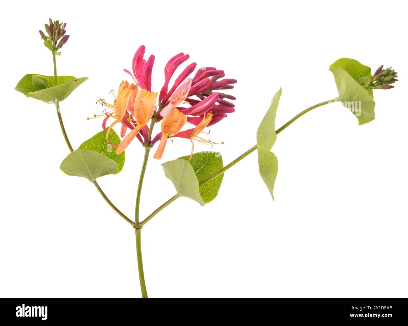 Red honeysuckle flowers isolated on white background Stock Photo - Alamy