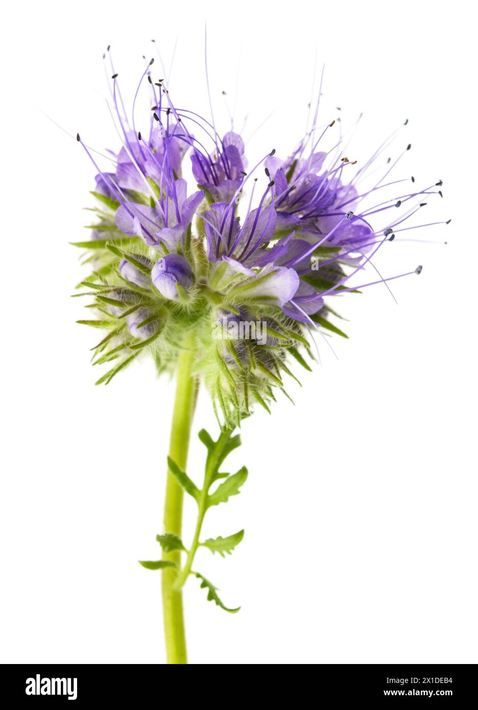 Lacy phacelia isolated on white background Stock Photo - Alamy