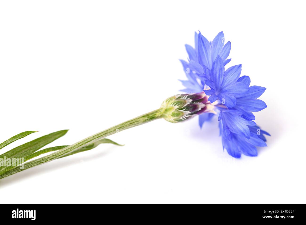 Blue cornflower isolated on white background Stock Photo - Alamy