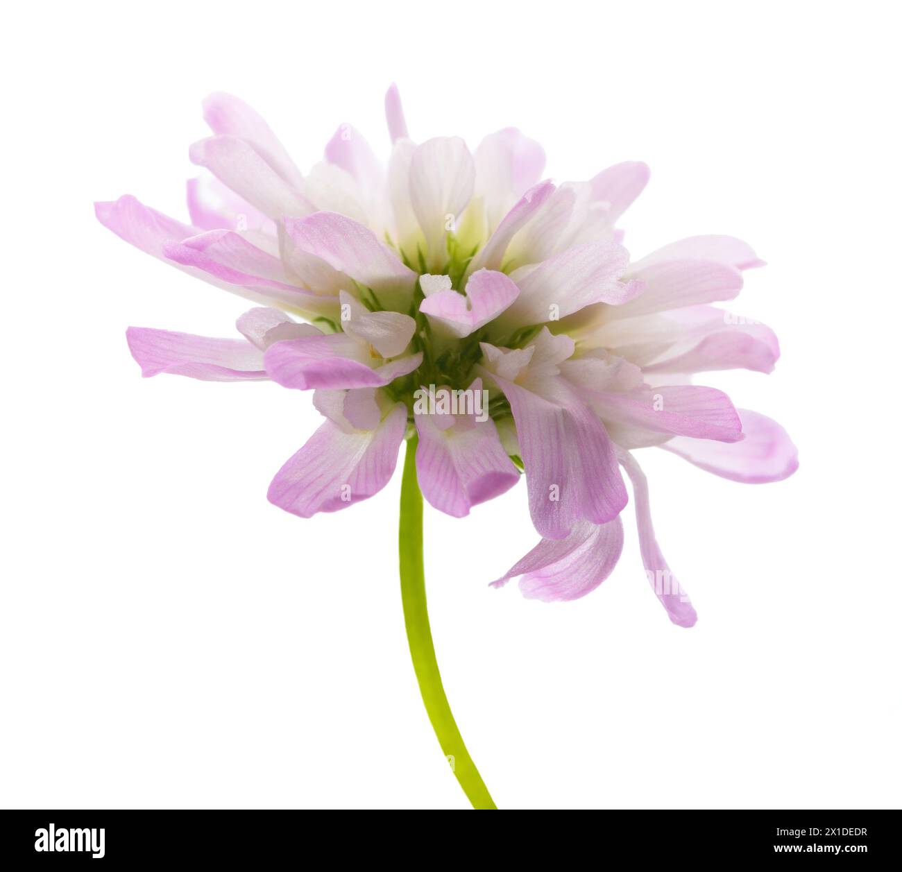Reversed clover flower isolated on white backgroun Stock Photo - Alamy