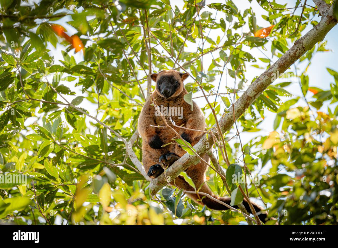 A Lumholtz's tree-kangaroo sitting high up in a tree in the Atherton ...