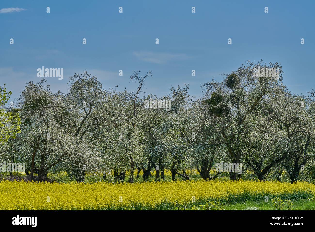 Old apple orchard in full bloomLower Silesian colourful spring rural ...