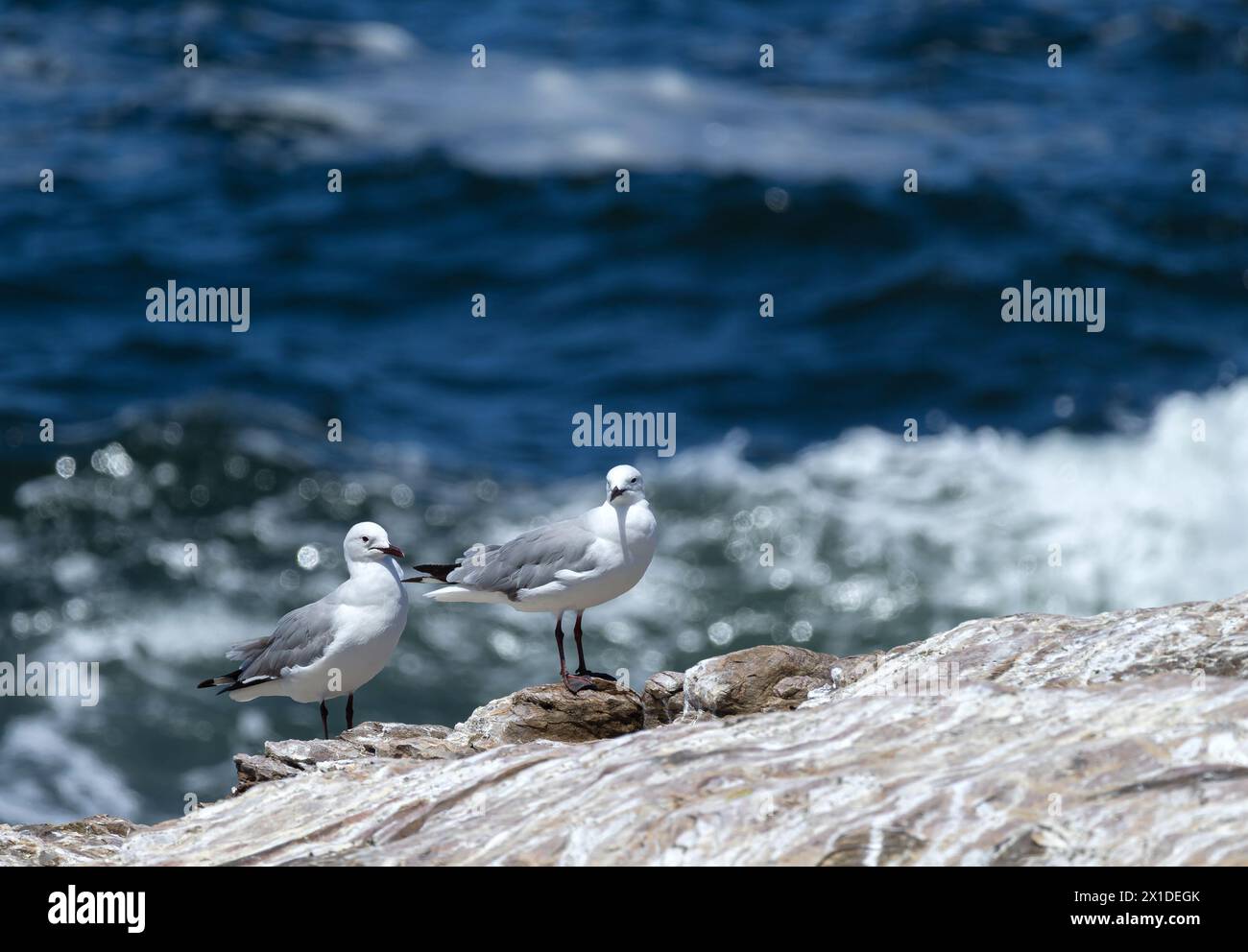 Two gulls, couple of birds stand on rock against background of blue ...
