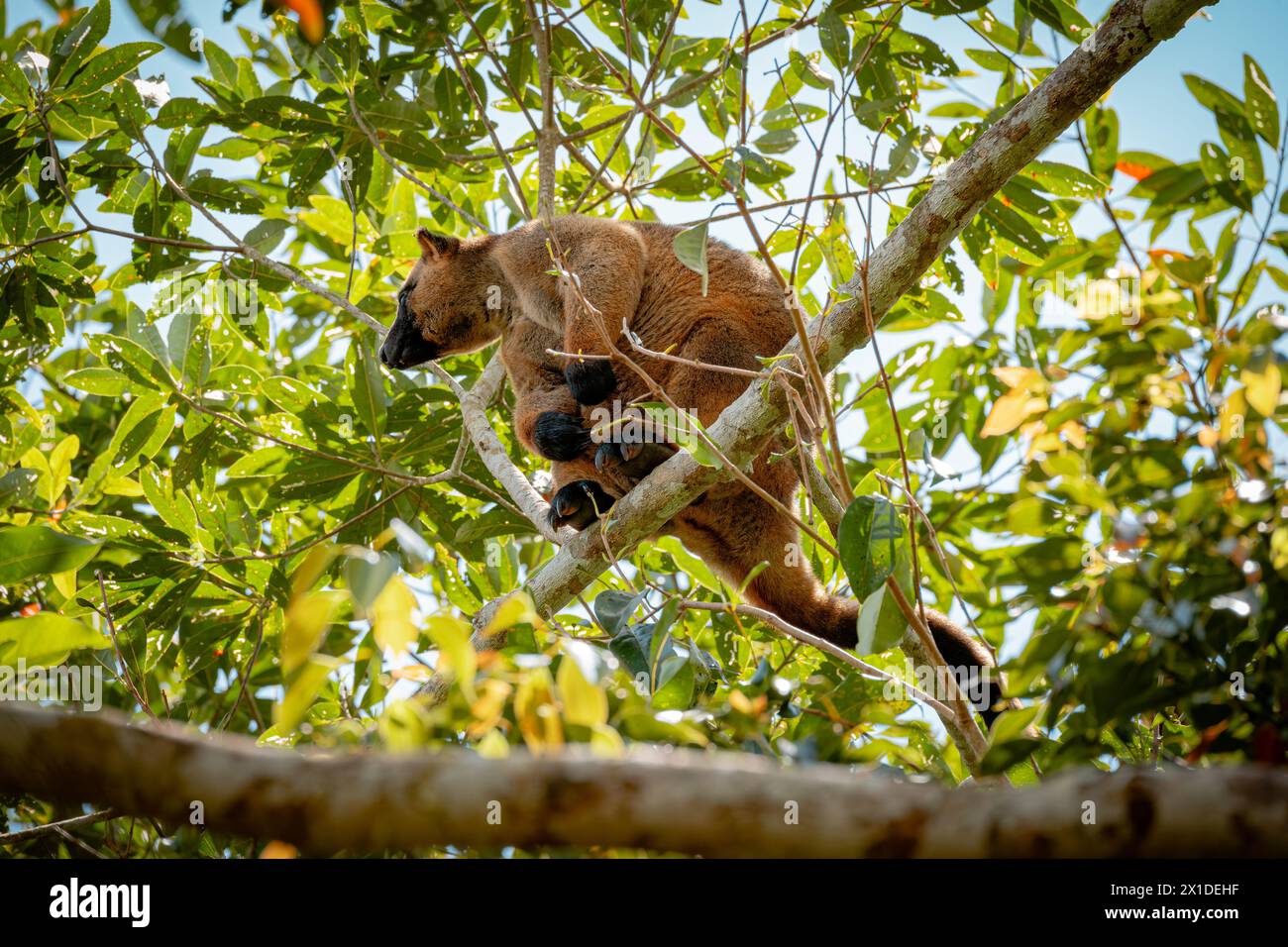 A Lumholtz's tree-kangaroo sitting high up in a tree in the Atherton ...