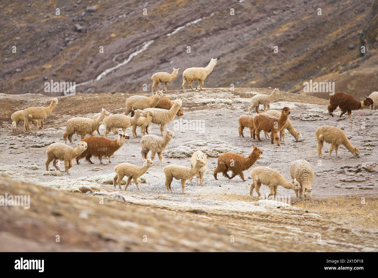 Group of Llamas Alpacas in Andes Mountains, Peru, South America Stock ...