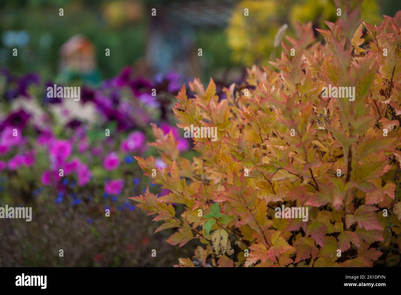 Japanese spirea Firelight closeup on the homestead. Latin name ...
