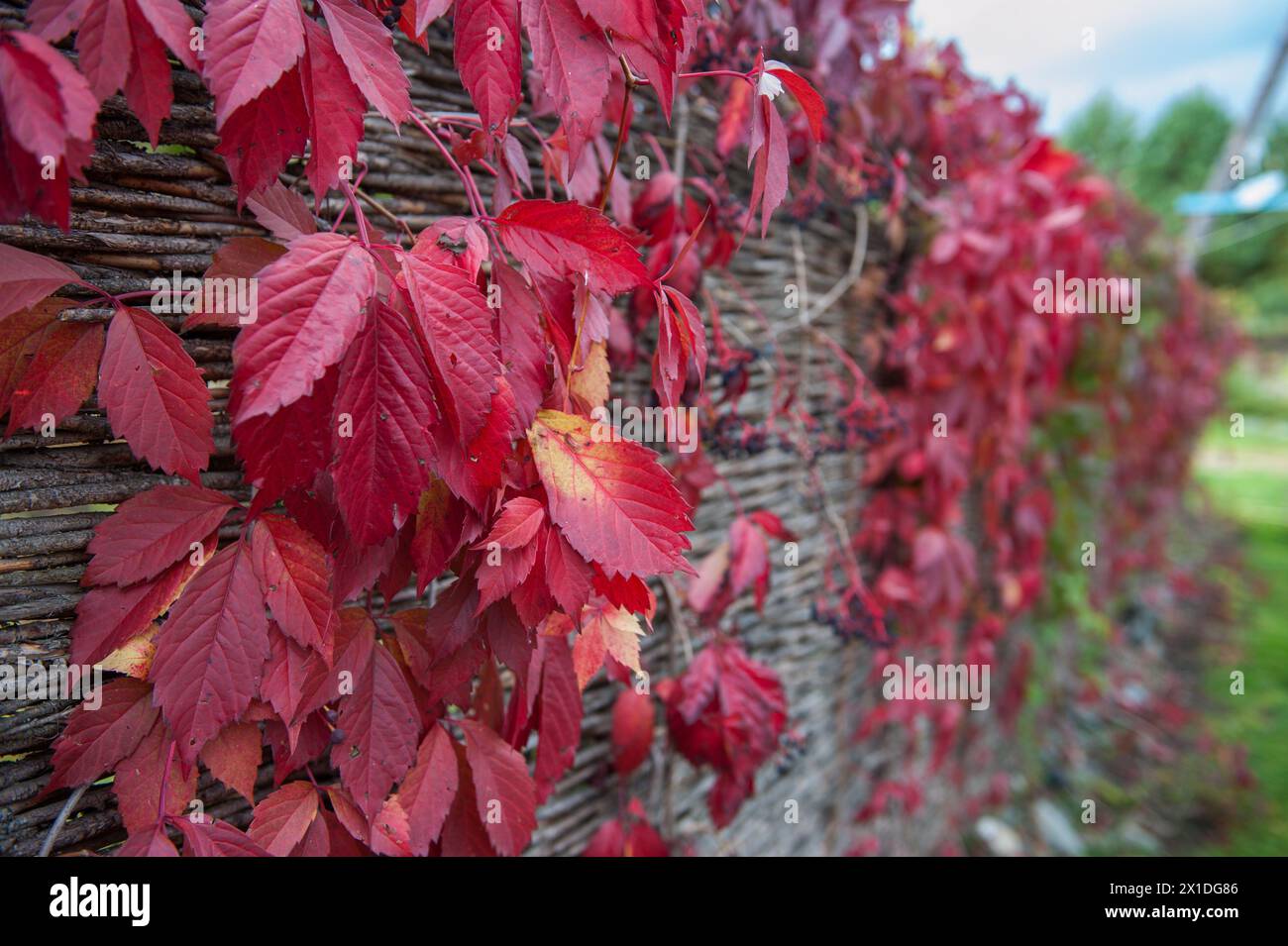 Colorful red leaves of a Virginia creeper (Parthenocissus quinquefolia ...