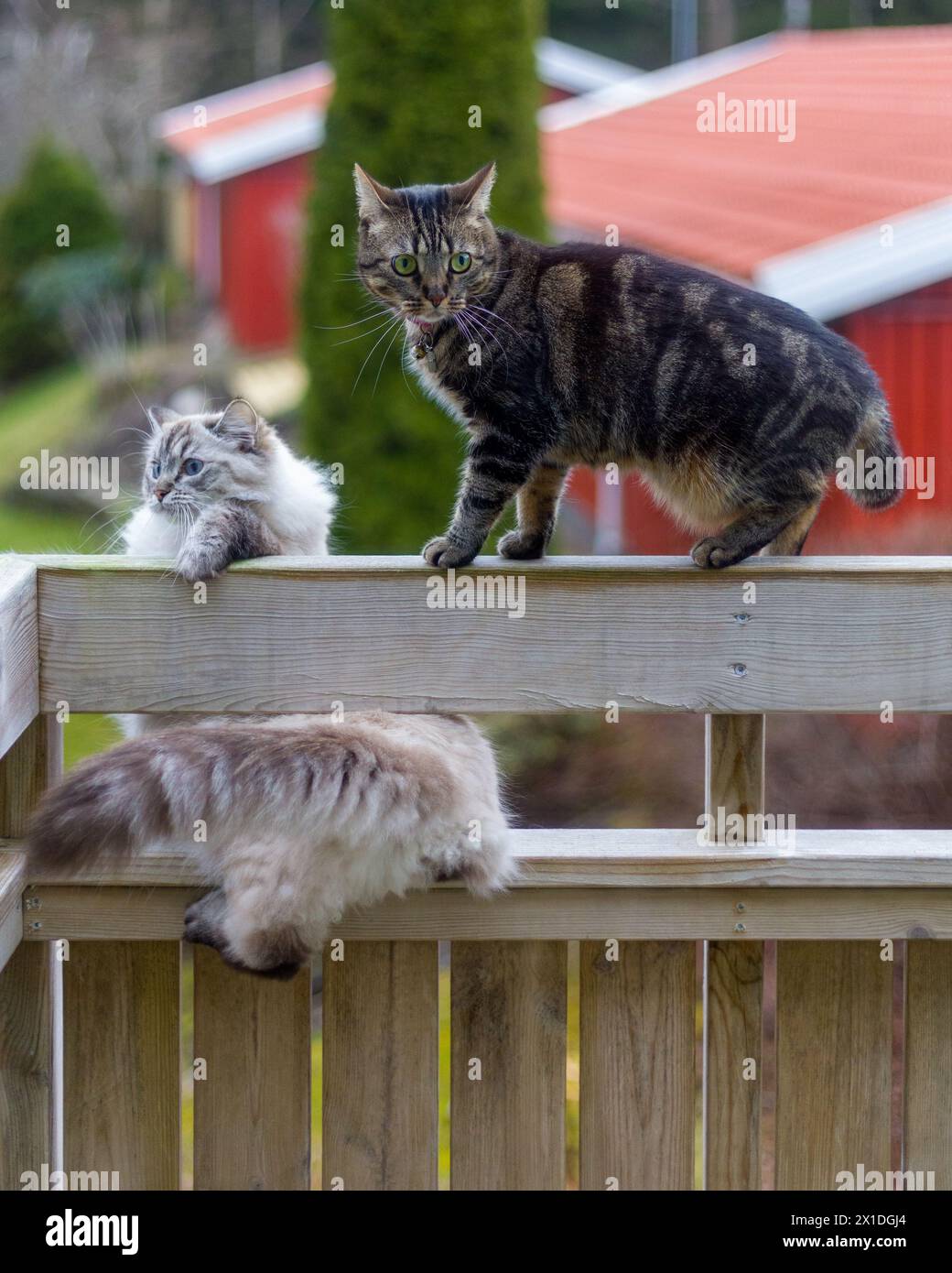 Cats on balcony in danger of falling off clinging on to handrail and ...